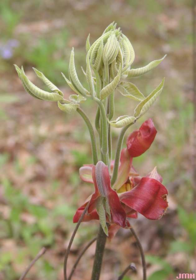 Shagbark Hickory | MSD
